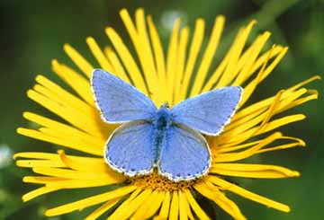 Metulj - Totemske živali - Kresnik